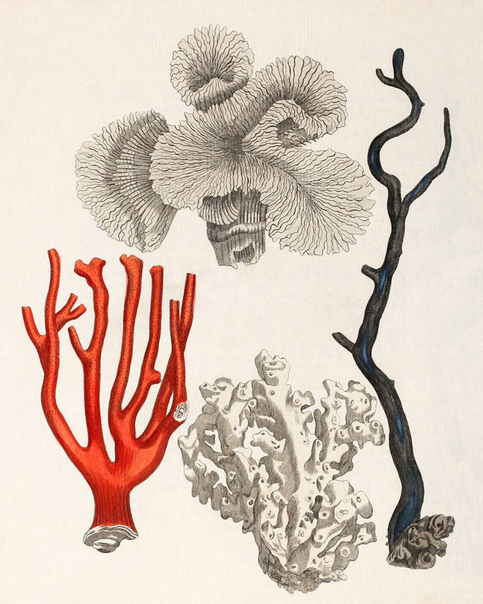 Coral Artwork, Bathroom Decor, Coral Wall Art, Coral Artwork Prints ...