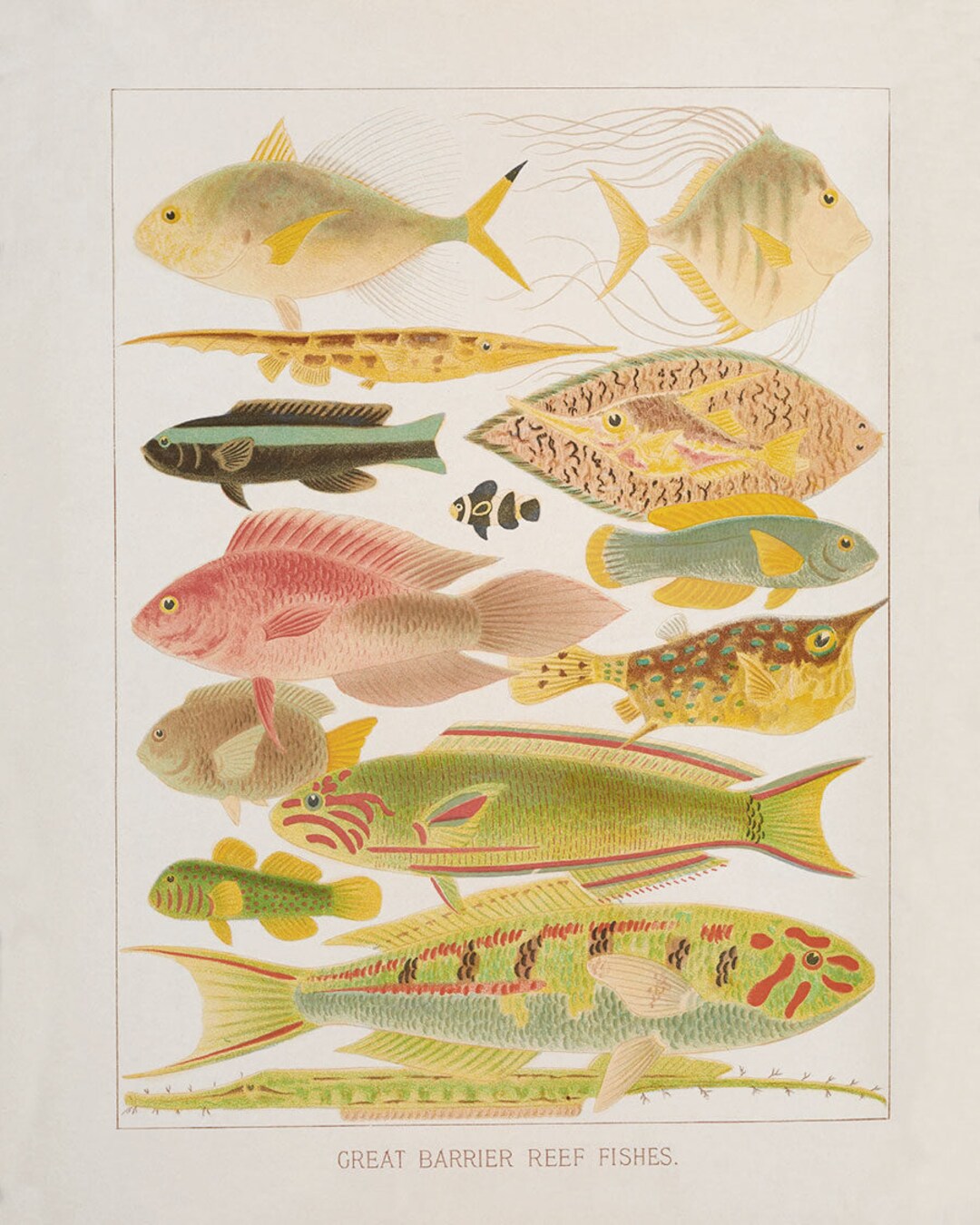 Fish Art, Vintage Fish Print, Colorful Fish, Angler Art, Victorian Fish ...