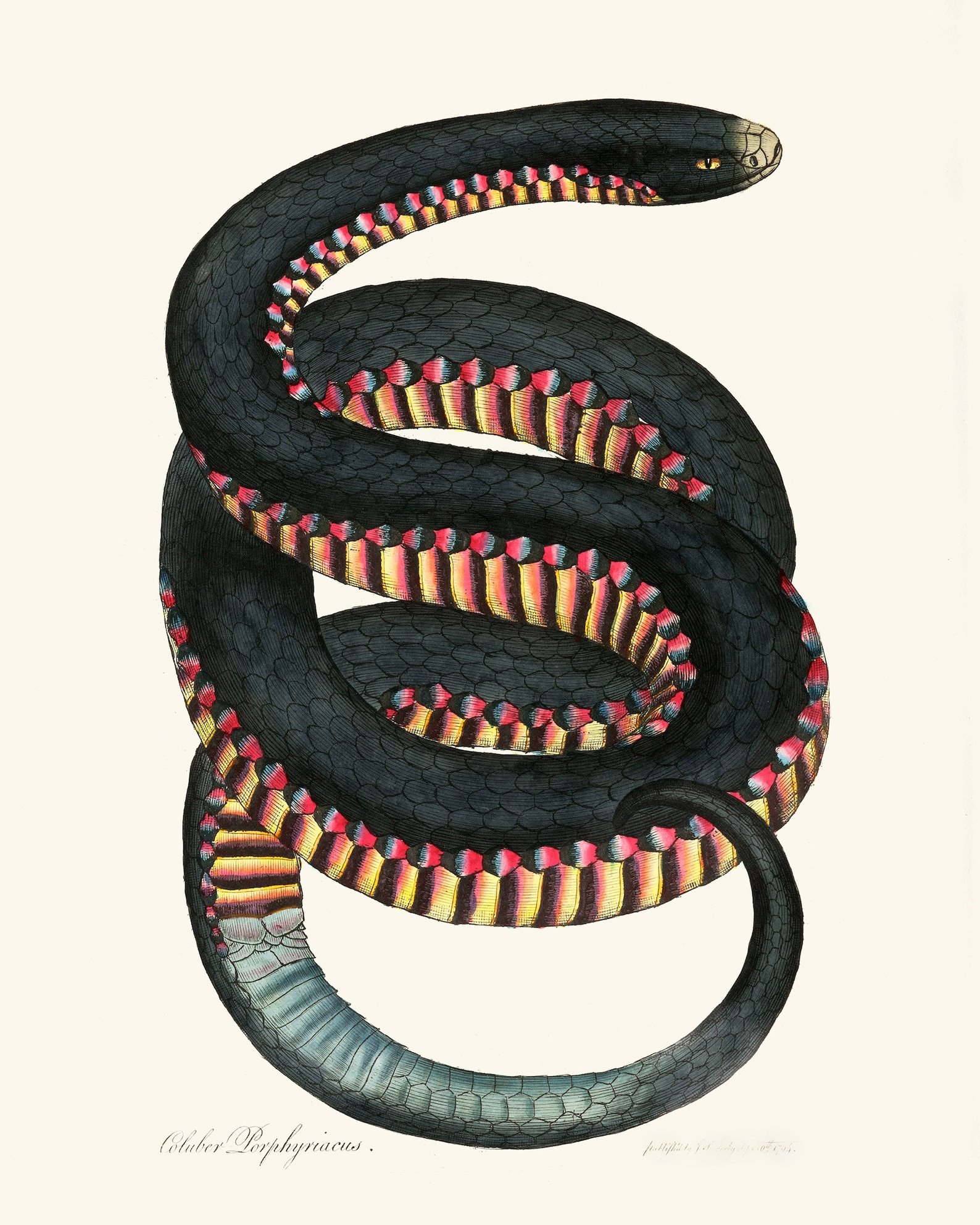 Rainbow Snake Art Desert Wall Art Southwest Decor Snake - Etsy