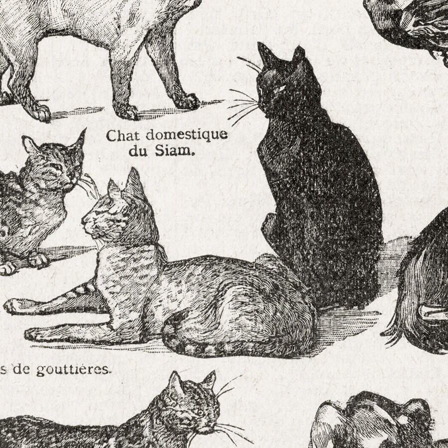 Antique French Cat Print Gift for Cat Lover With Different Cat Species ...