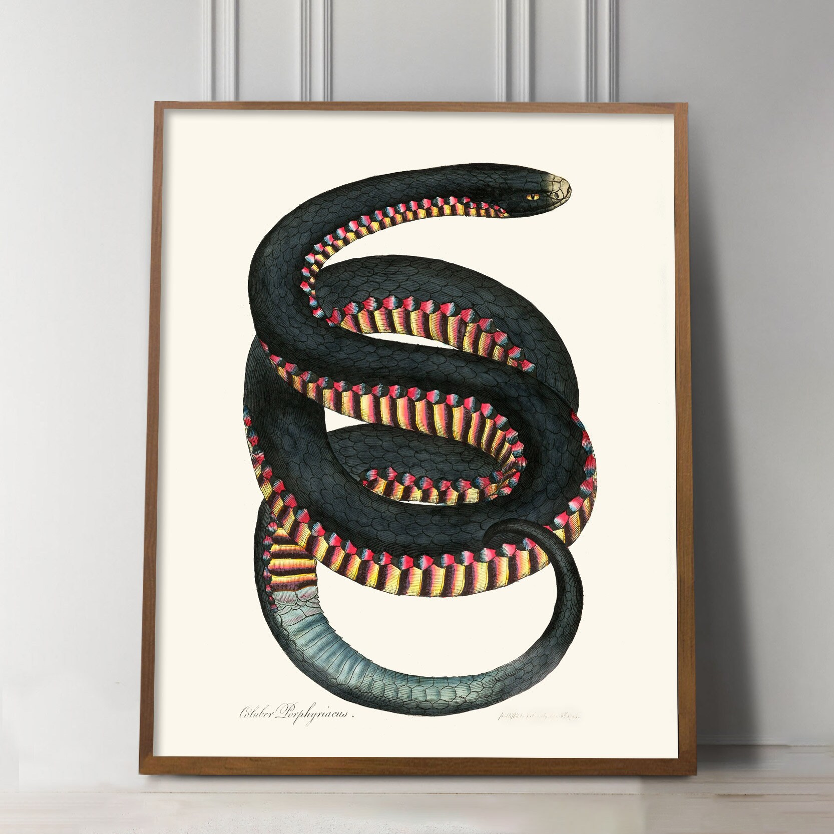 Desert Snake Drawing