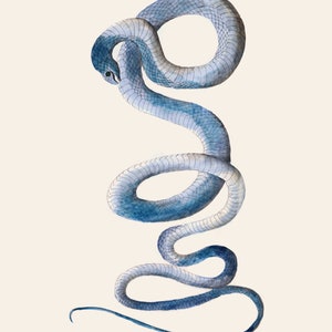Blue Snake Art Desert Wall Art Southwest Decor, Snake Drawing, Snake ...