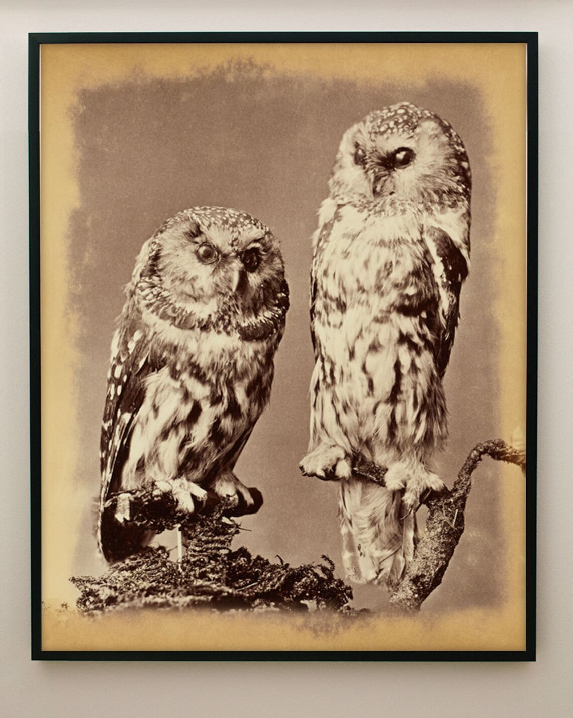 Owl Art Antique Owl Vintage Owl Victorian Art Oddity - Etsy