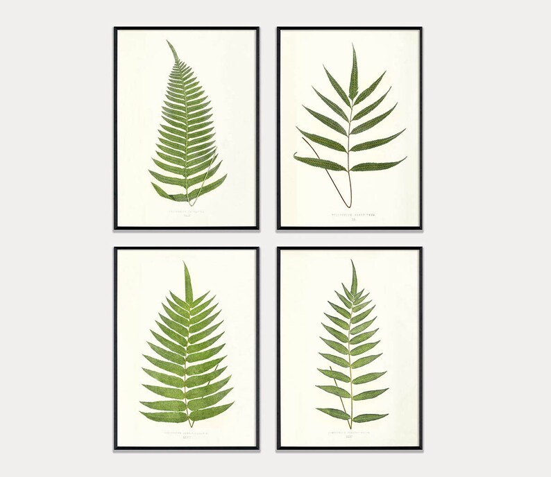 Fern Print Set Fern Prints Set of 4 Set of 4 Fern Prints - Etsy