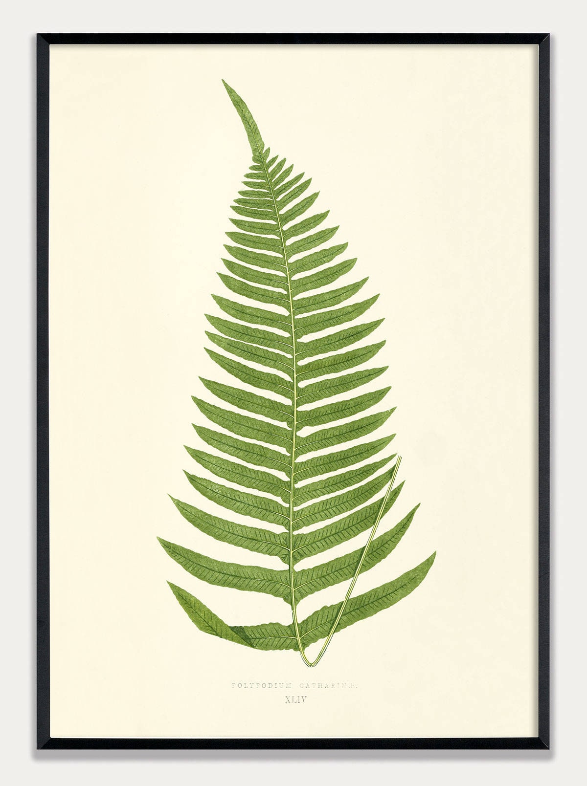 Fern Print Vintage Fern Prints Botanical Art Prints | Etsy