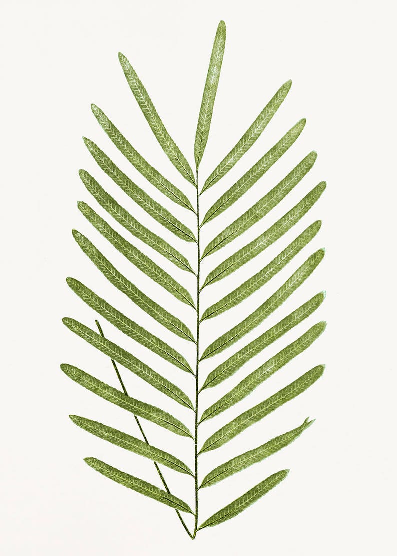 Fern Print Set Fern Prints set of 12 set of 12 fern prints | Etsy