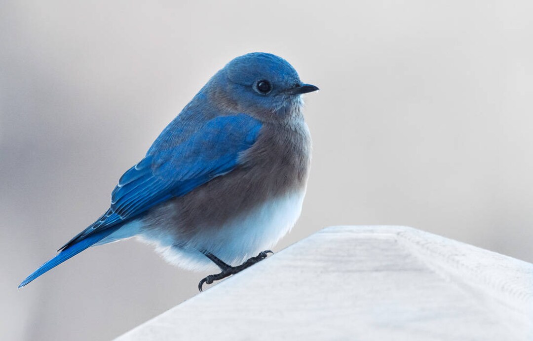 Fine Art Photograph, Virginia Bluebird, Minimalist Fine Art Prints ...