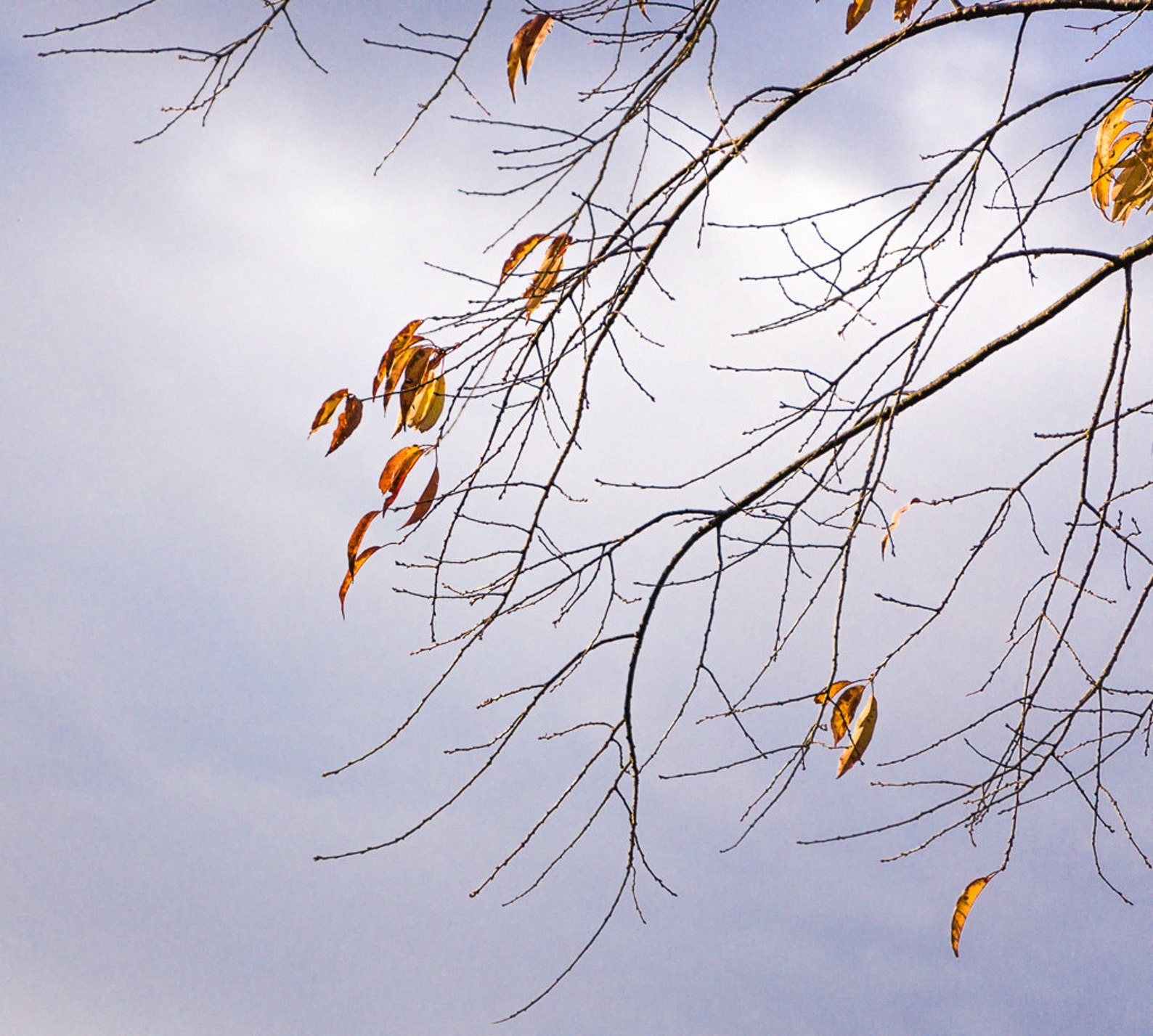 Fine Art Photograph, November Trees, Sunrise - Etsy
