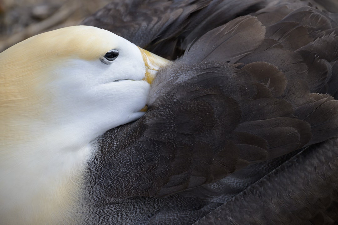 Fine Art Photograph, Waved Albatross, Minimalist Fine Art Prints ...