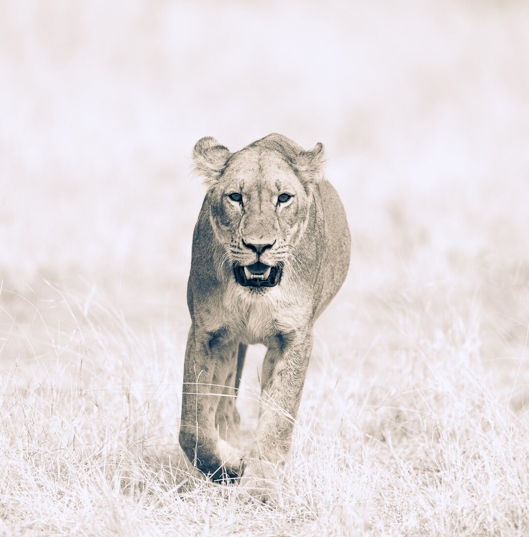 Huntress, Minimalist Fine Art Nature Photography Prints, Oversized Wall ...