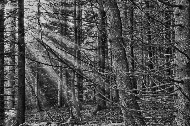 Pine Stand, Minimalist Fine Art Nature Photography Prints, Black and ...