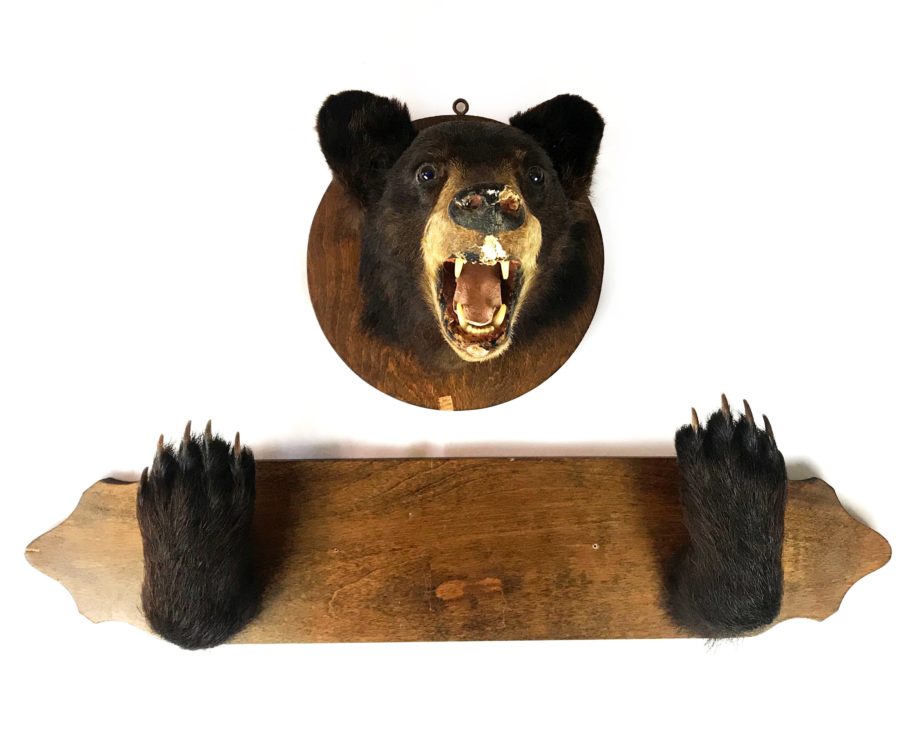 Black Bear Head Mount