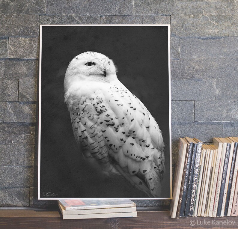 Snowy Owl print Bird Photography Owl Art Black and White | Etsy