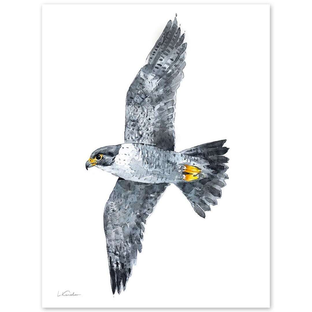 Peregrine Falcon Watercolor, Bird in Flight Print, Bird of Prey Art ...