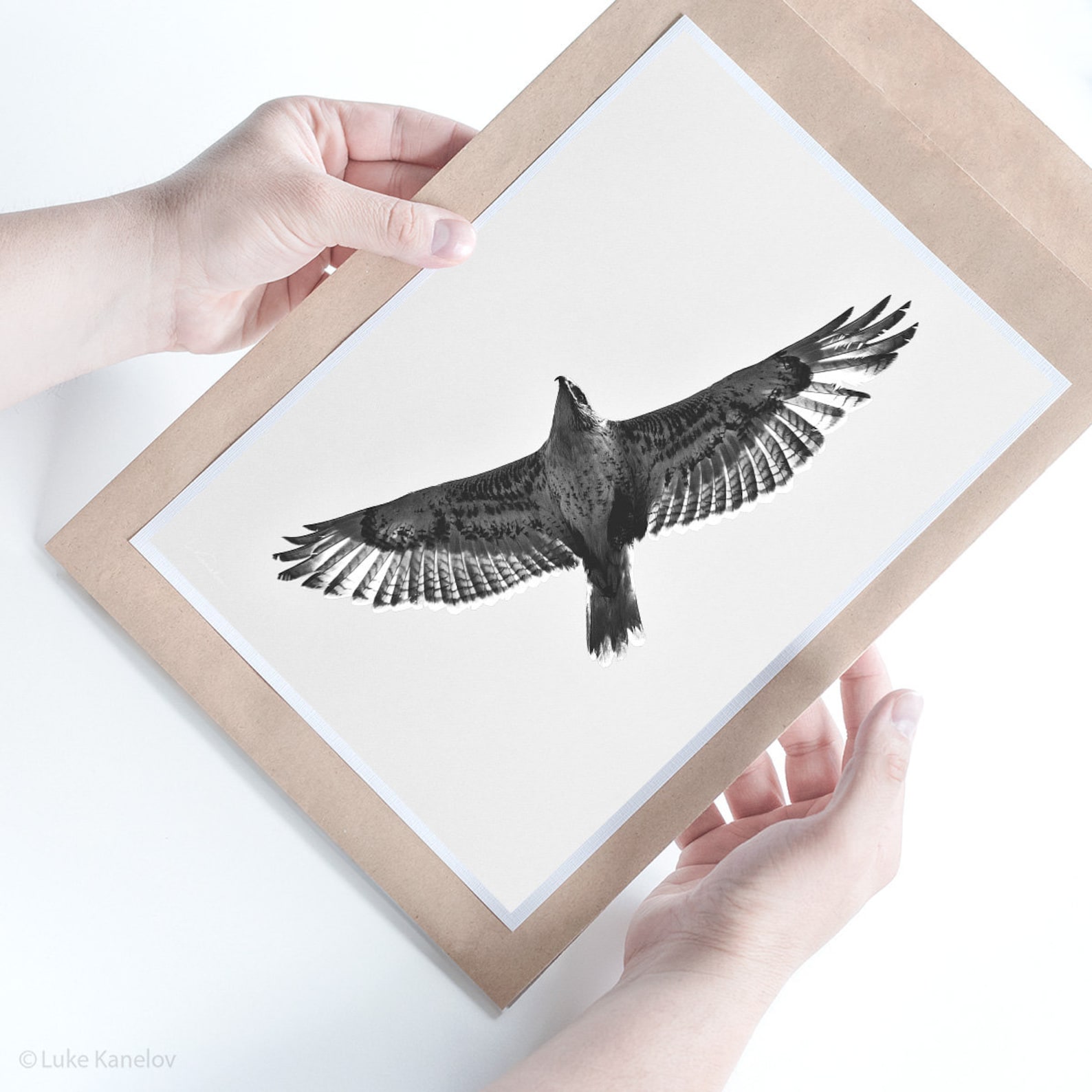 Hawk Photography Print Fine Art Photography Bird Lover Gift | Etsy