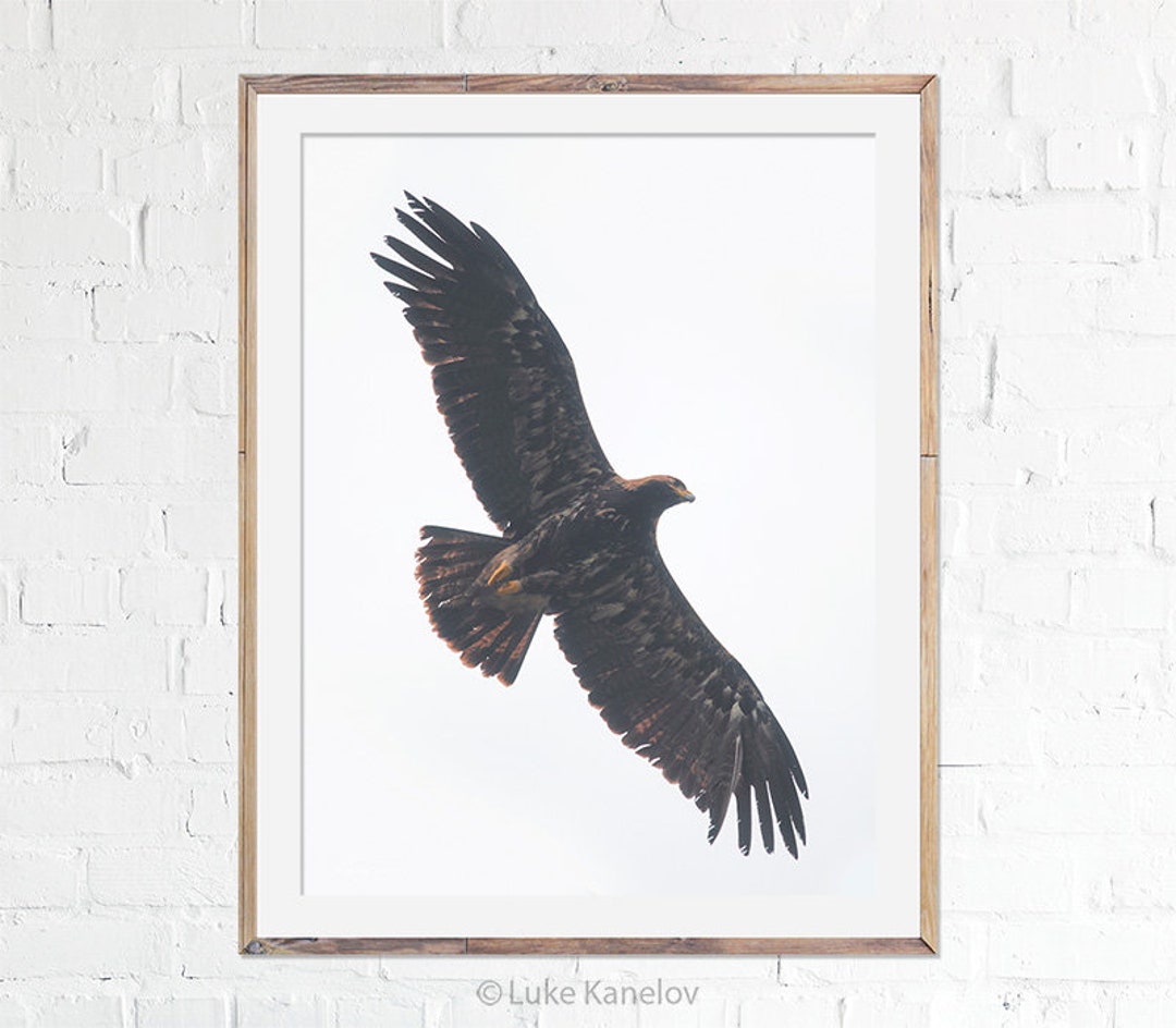 Golden Eagle Print, Eagle Fine Art Photography, Bird Lover Gift Idea ...