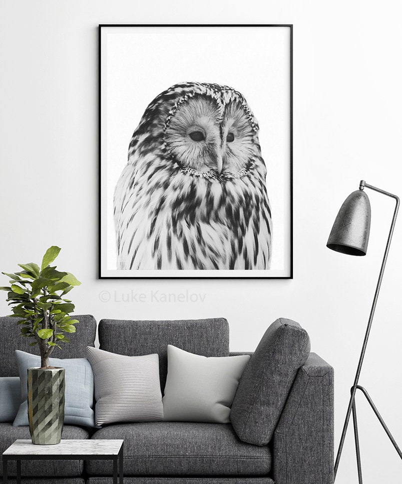 Owl Print Hawk Owl Snowy Owl Photography Bird Poster Owl | Etsy
