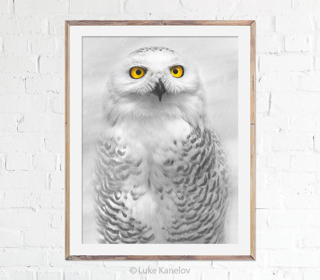 Snowy Owl Photography Print, Bird Poster, Owl Art, Fine Art, Wall Decor ...