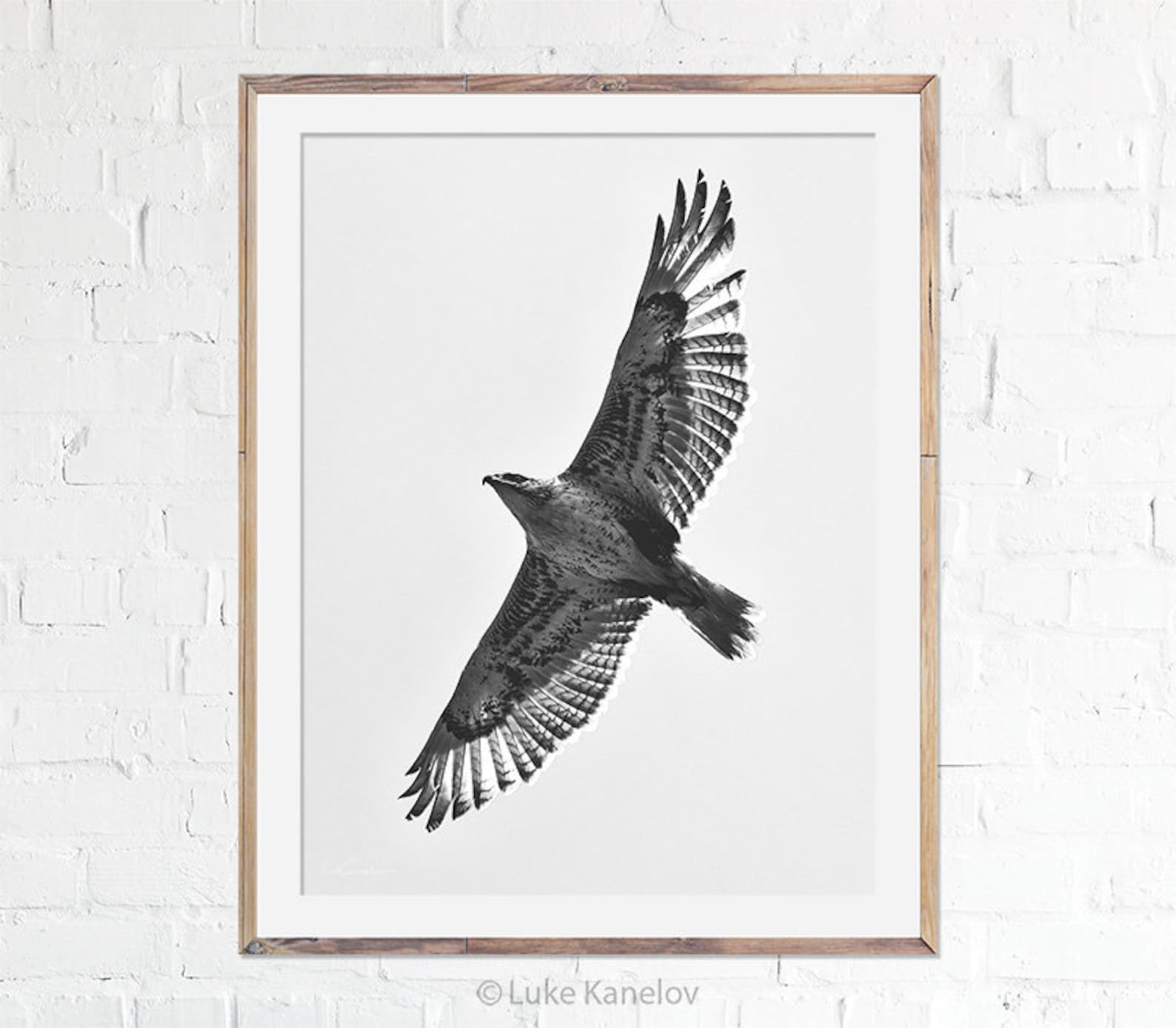 Hawk Photography Print, Fine Art Photography, Bird Lover Gift Idea ...