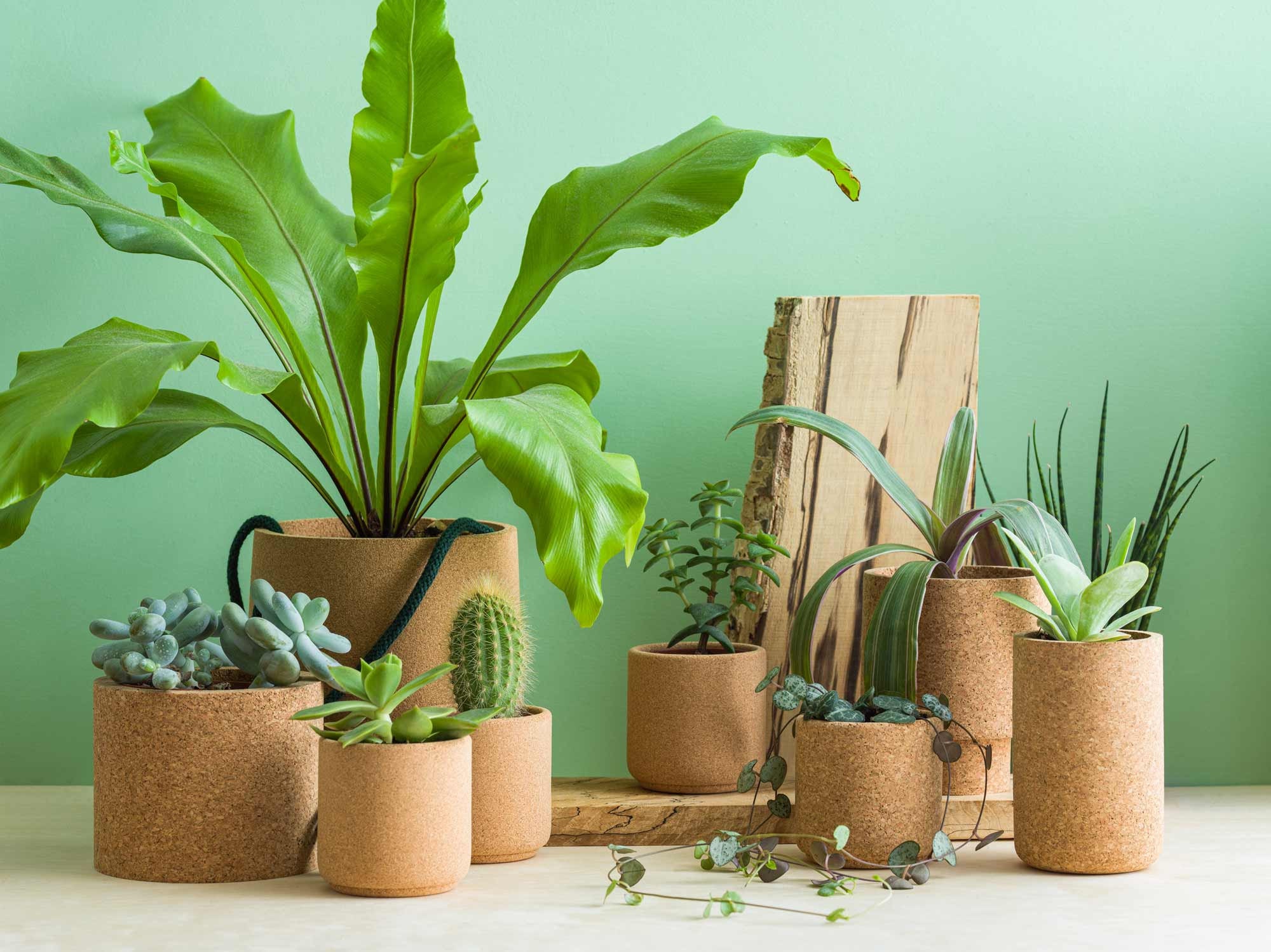 Abeeku Cork Planter - Etsy Canada