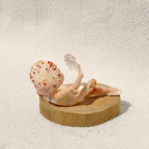 Seashell Frog With Fan, Frog Figurine, Seashell Art, Sanibel Island ...