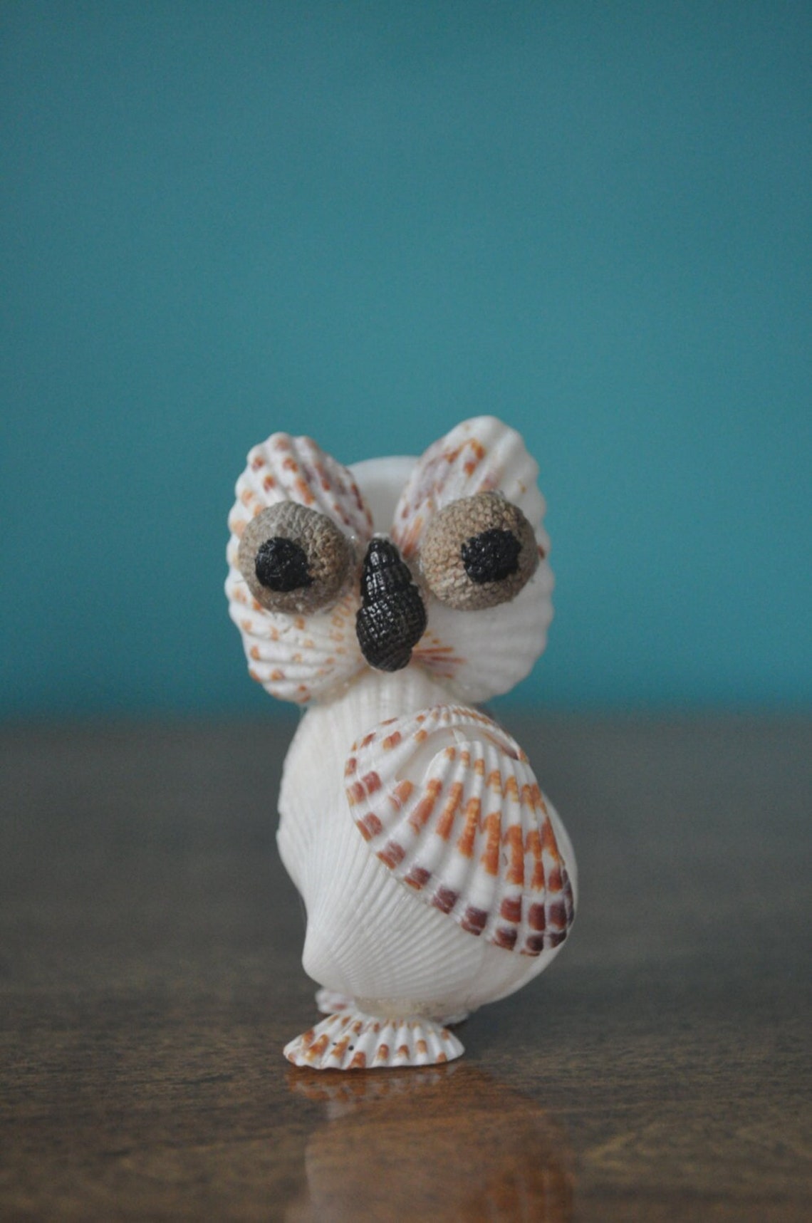 Broad-ribbed Cardita Seashell Owl - Etsy