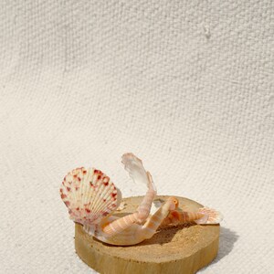 Seashell Frog With Fan, Frog Figurine, Seashell Art, Sanibel Island ...