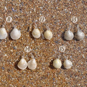 Atlantic Jingle Shell Earrings, Sanibel Island Jewelry, Florida Beach ...