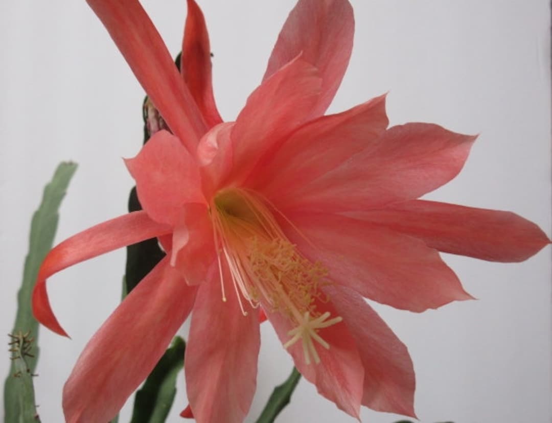 Orchid Cactus Epiphyllum Salmon Color 2 for 1 SALE (rooted) (#5) - Etsy