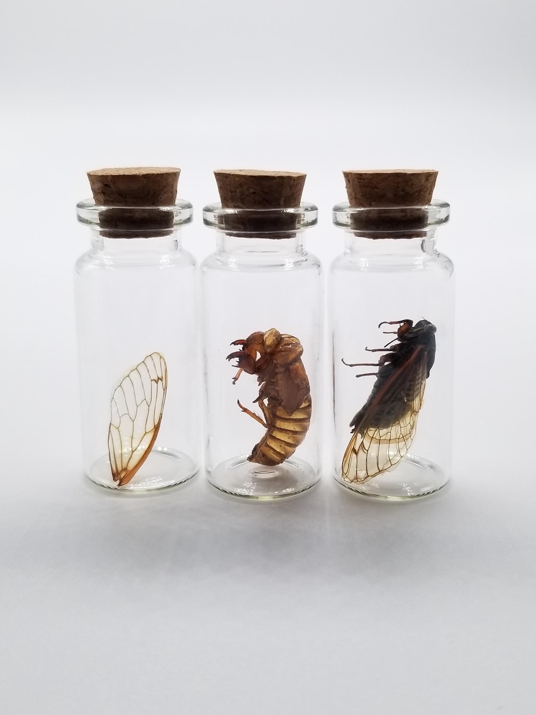 Cicada Specimen Jar || Body, Shed, or Wing || Real Cicada || Brood XIII ...