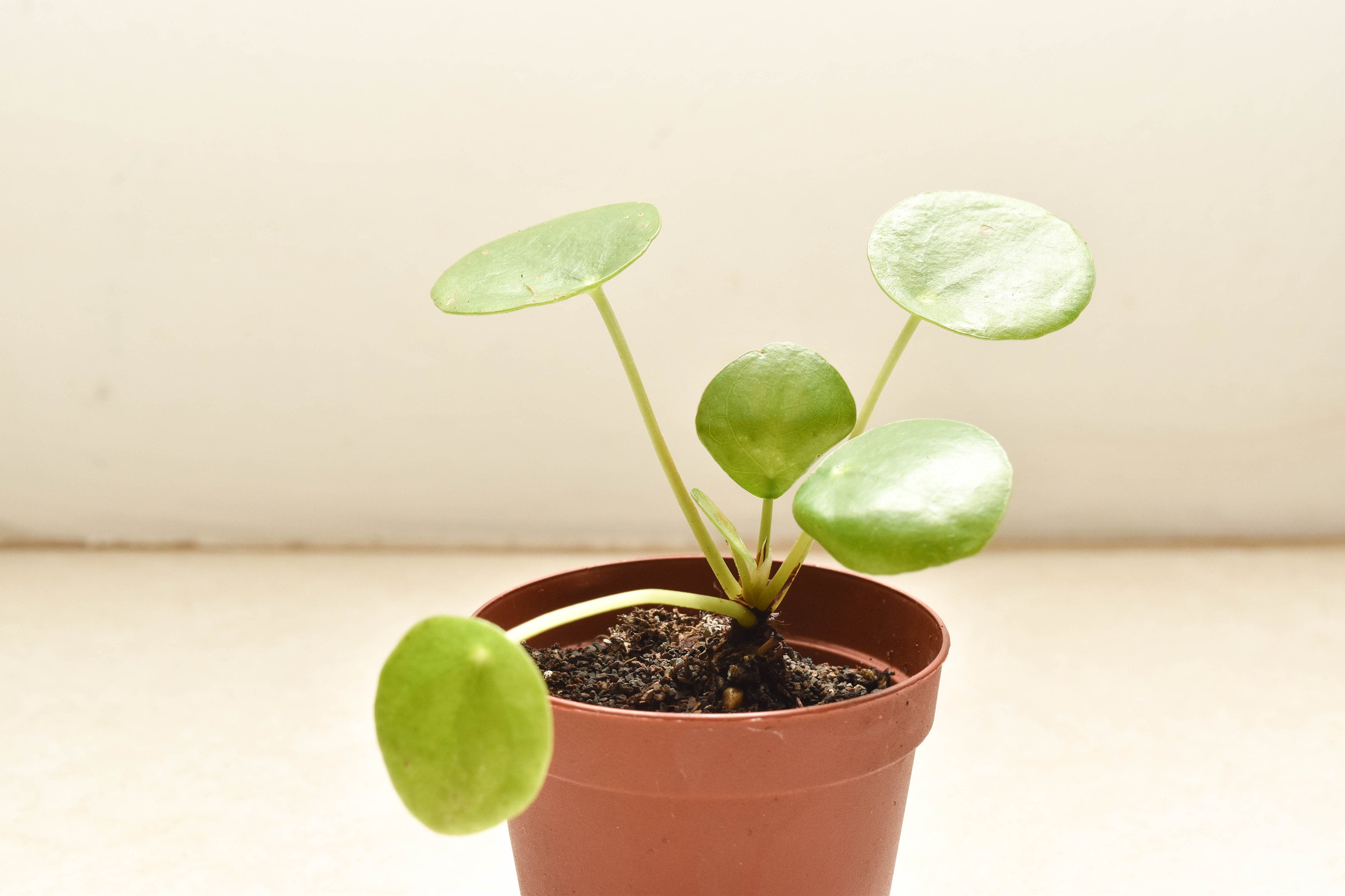 Pilea Peperomioides / Chinese Coin Money Plant - Etsy