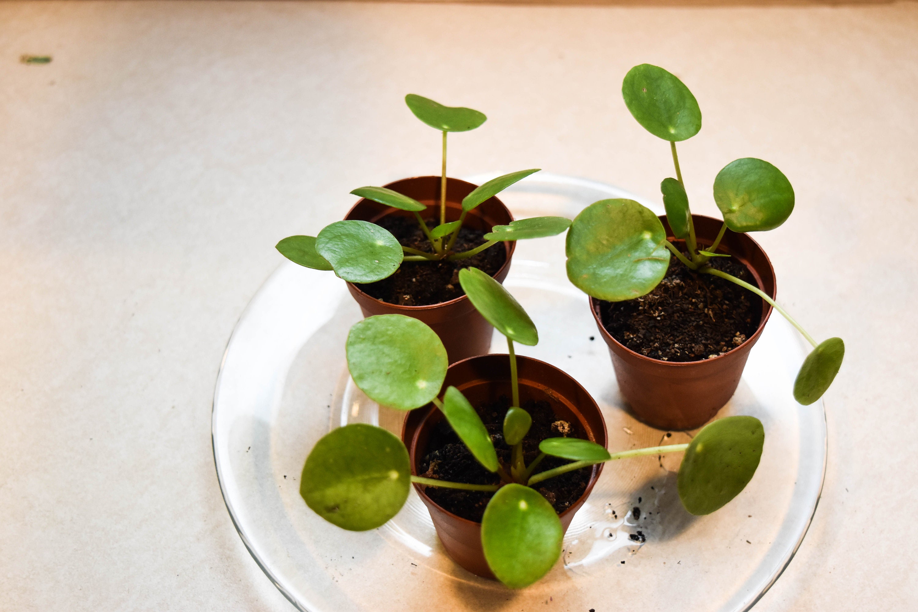 Pilea Peperomioides / Chinese Coin Money Plant - Etsy
