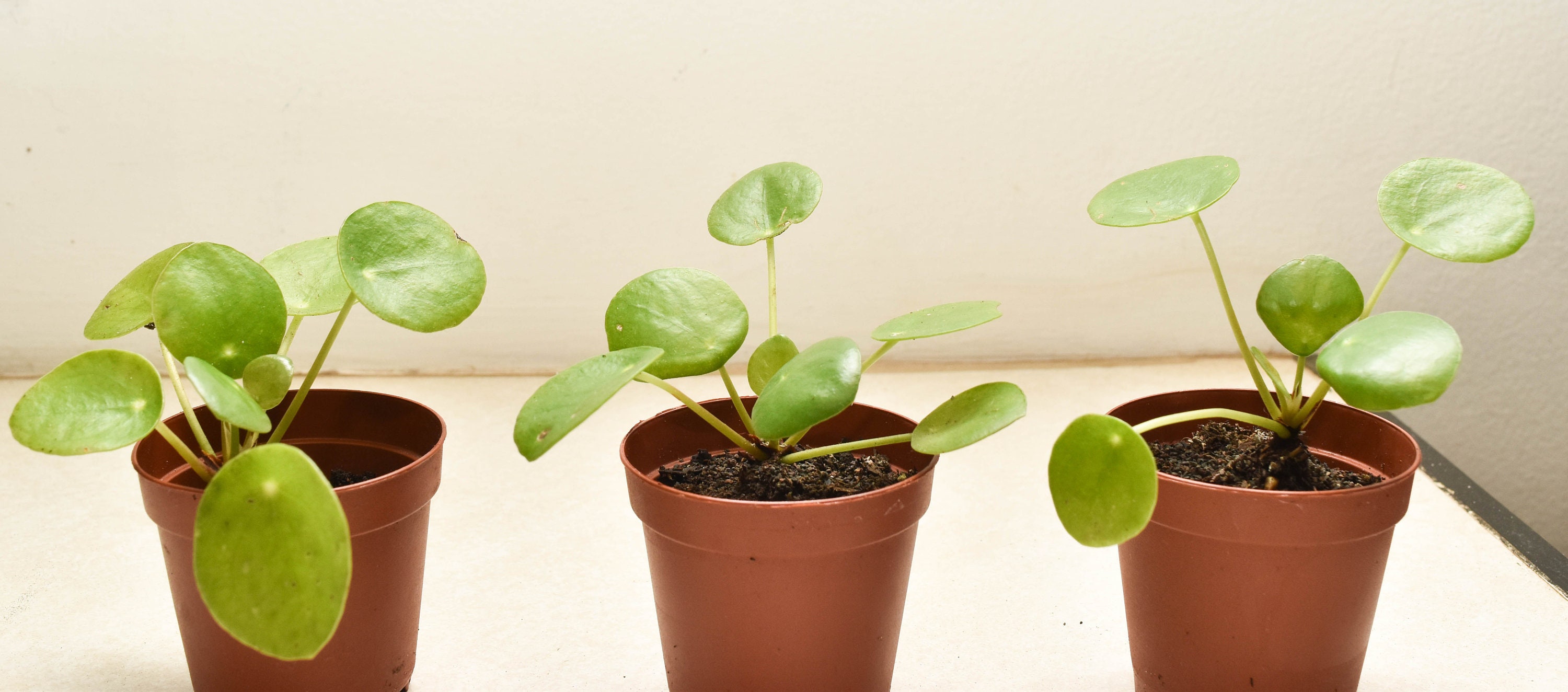 Pilea Peperomioides / Chinese Coin Money Plant - Etsy