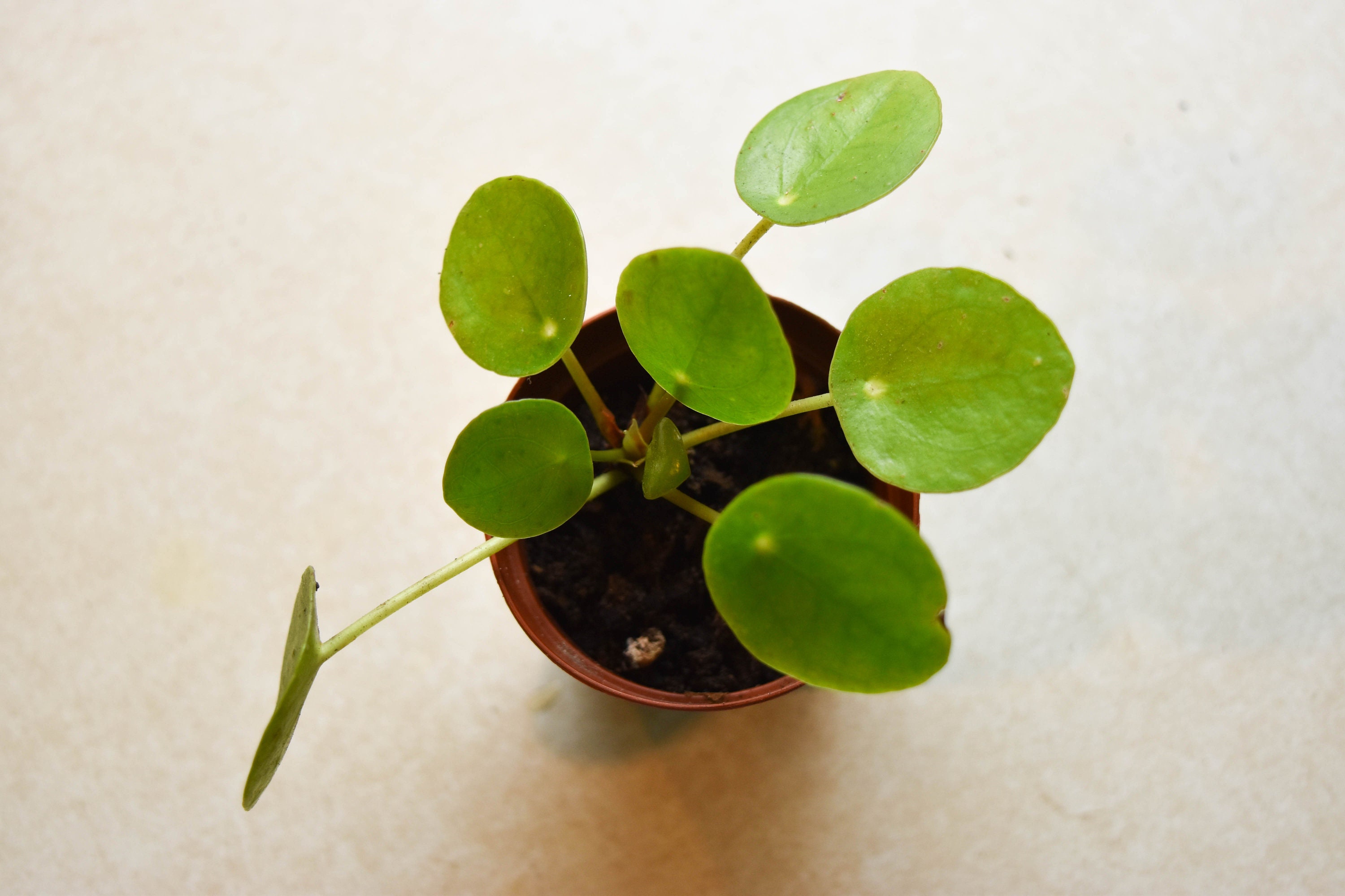 Pilea Peperomioides / Chinese Coin Money Plant - Etsy