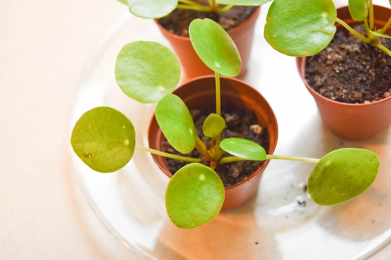 Pilea Peperomioides / Chinese Coin Money Plant - Etsy