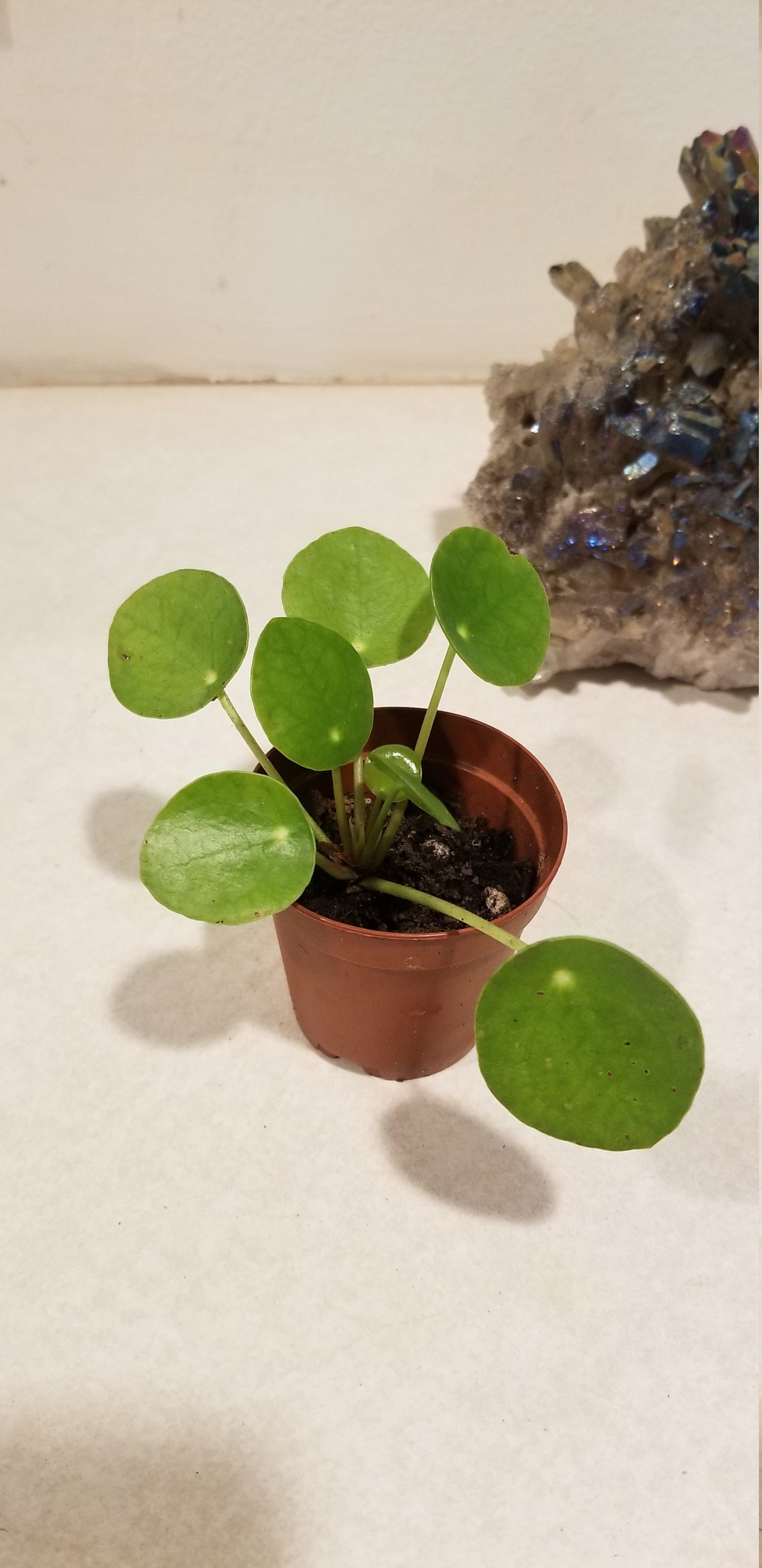 Pilea Peperomioides / Planta de dinero de moneda china - Etsy España