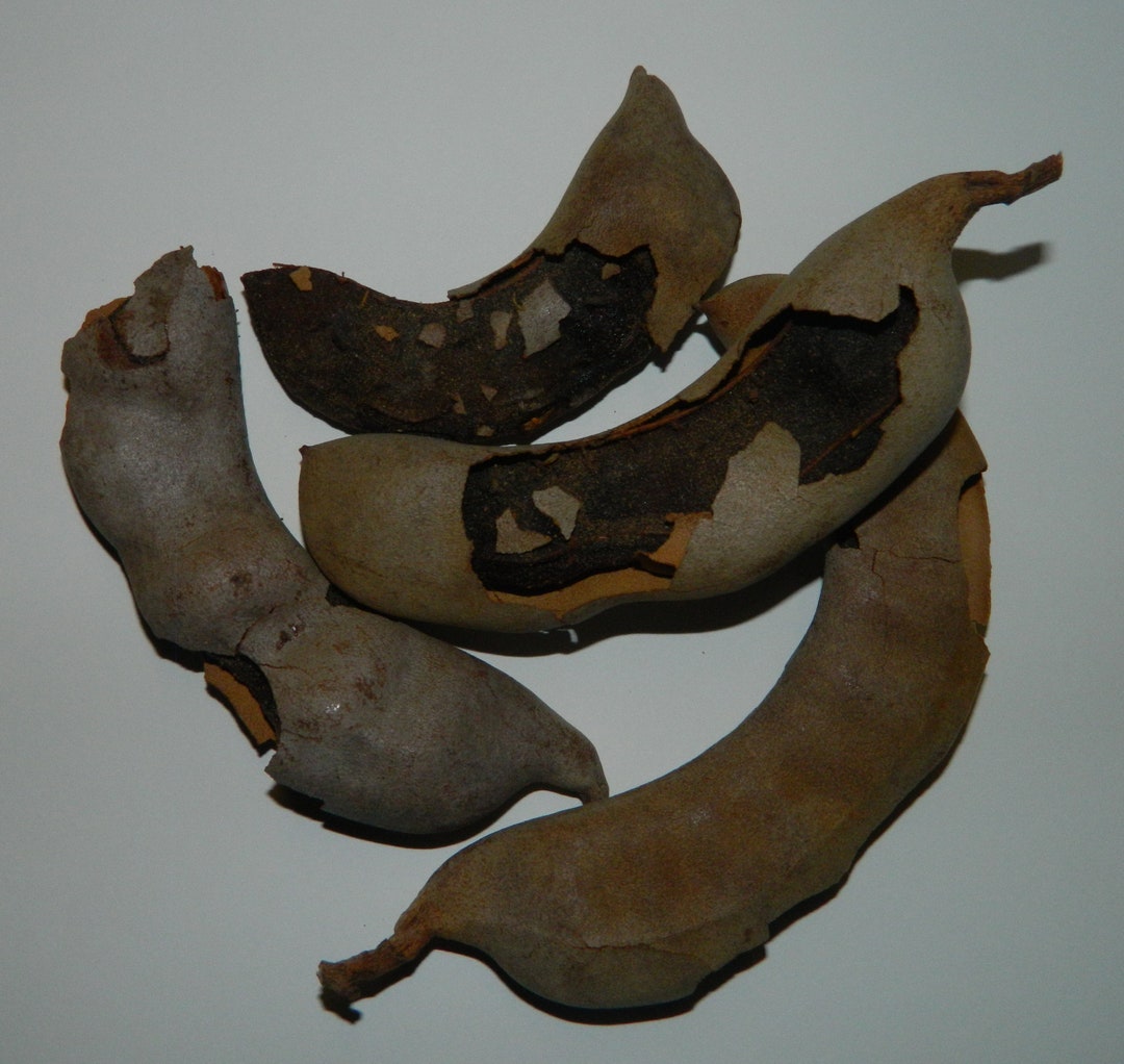Tamarindo Pods - 3oz - Etsy