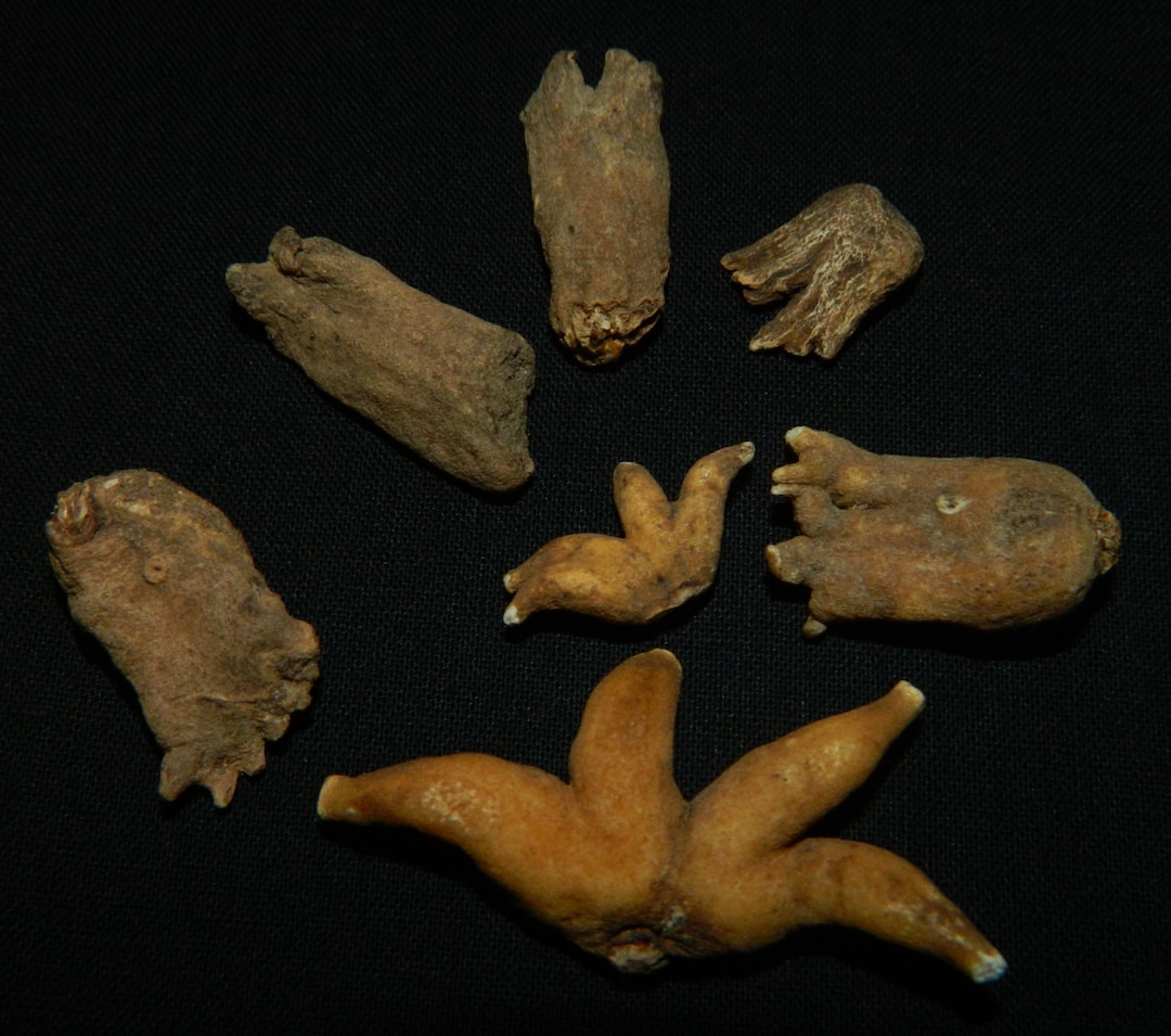 Lucky Hand Root - Five Finger Root - Salep Root - Please Read ...