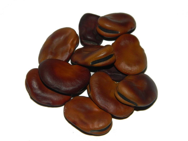 Mojo Wish Beans - St. Joseph Bean - Habas - 9ct - Etsy