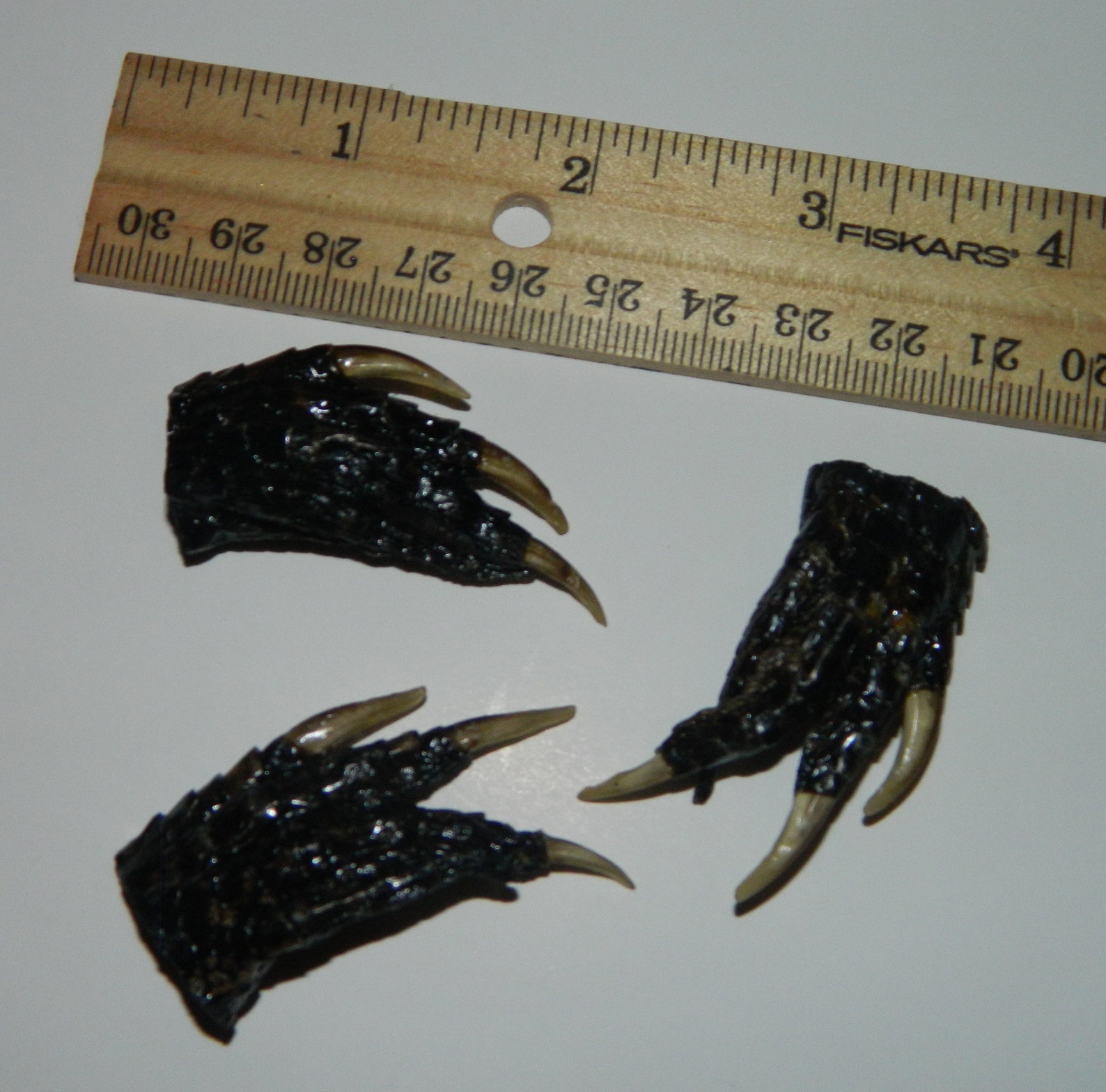 Alligator Paw - Small in Size - Etsy