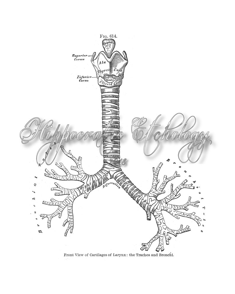 Printable Vintage 1200 DPI Airway Trachea Lungs Pulmonary Gray's ...