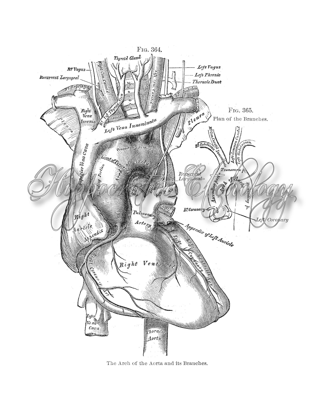 Printable Vintage 1200 DPI Cardiac Heart Aorta Aortic Arch Gray's ...