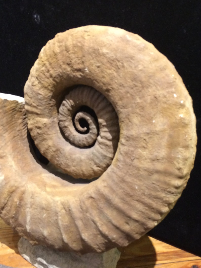 XL Ammonite Fossil Display Specimen Huge Extra Large Morocco Moroccan ...