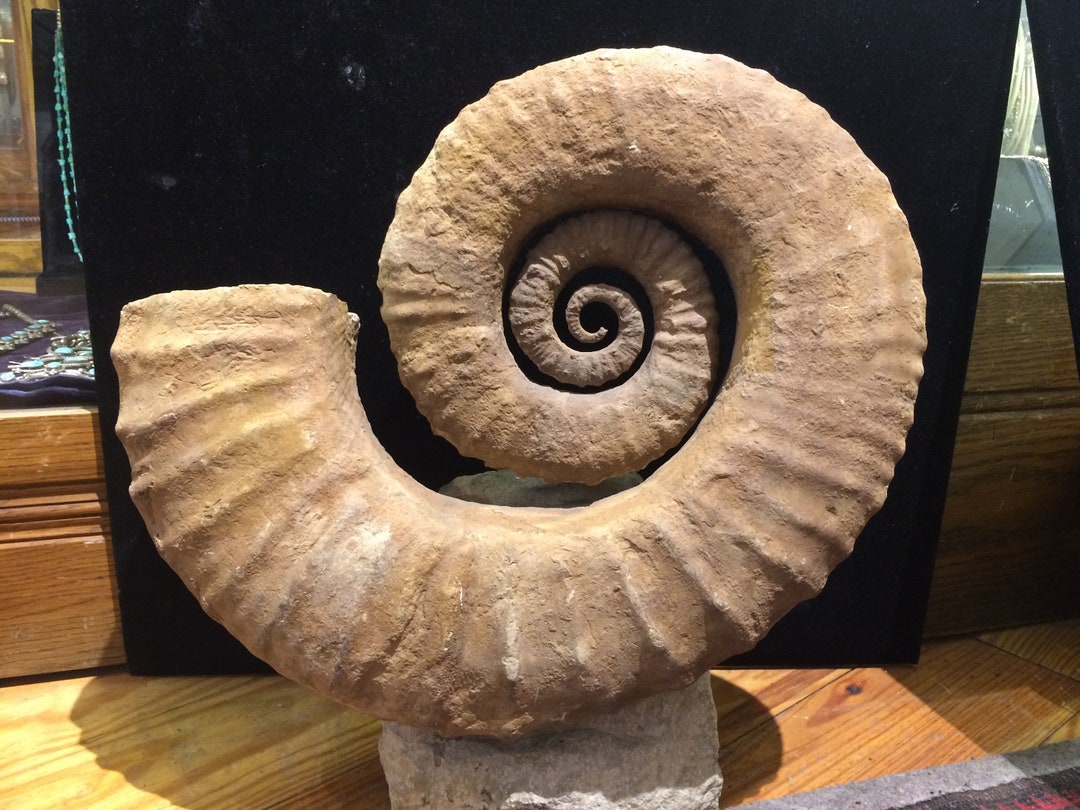 XL Ammonite Fossil Display Specimen Huge Extra Large Morocco Moroccan ...