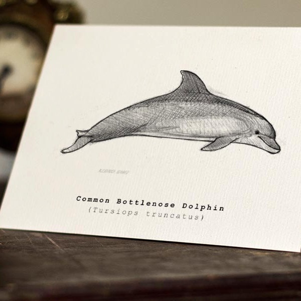 Dolphin Greeting Cards - Etsy