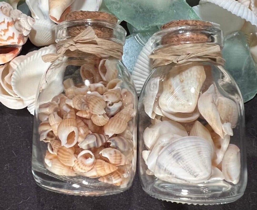 Sea Shells 2 Small Glass Jars Cute - Etsy