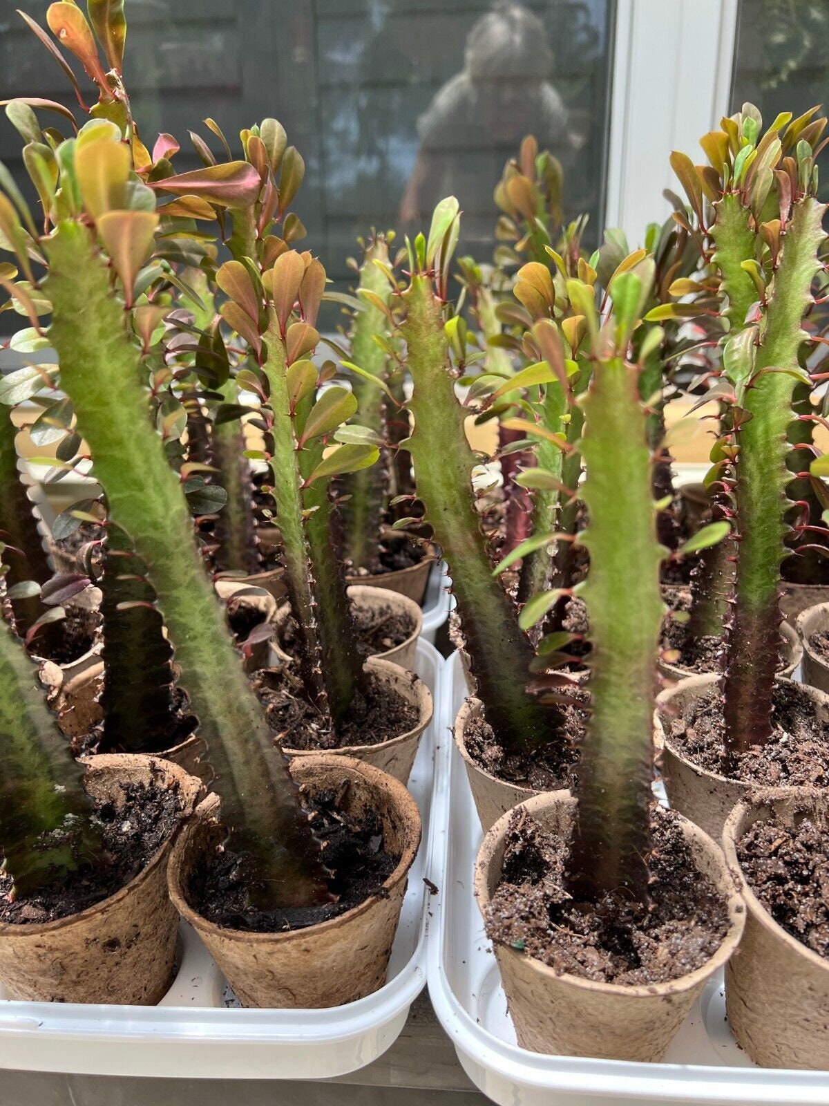 African Milk Tree Cactus Exotic Succulent 8-10 - Etsy