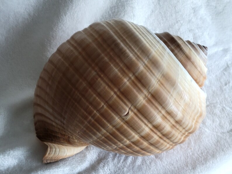 Sea Shell X-large Tonna Olearium - Etsy