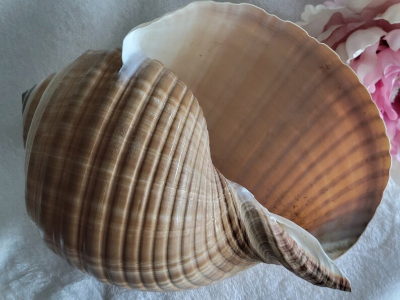 Sea Shell X-large Tonna Olearium - Etsy