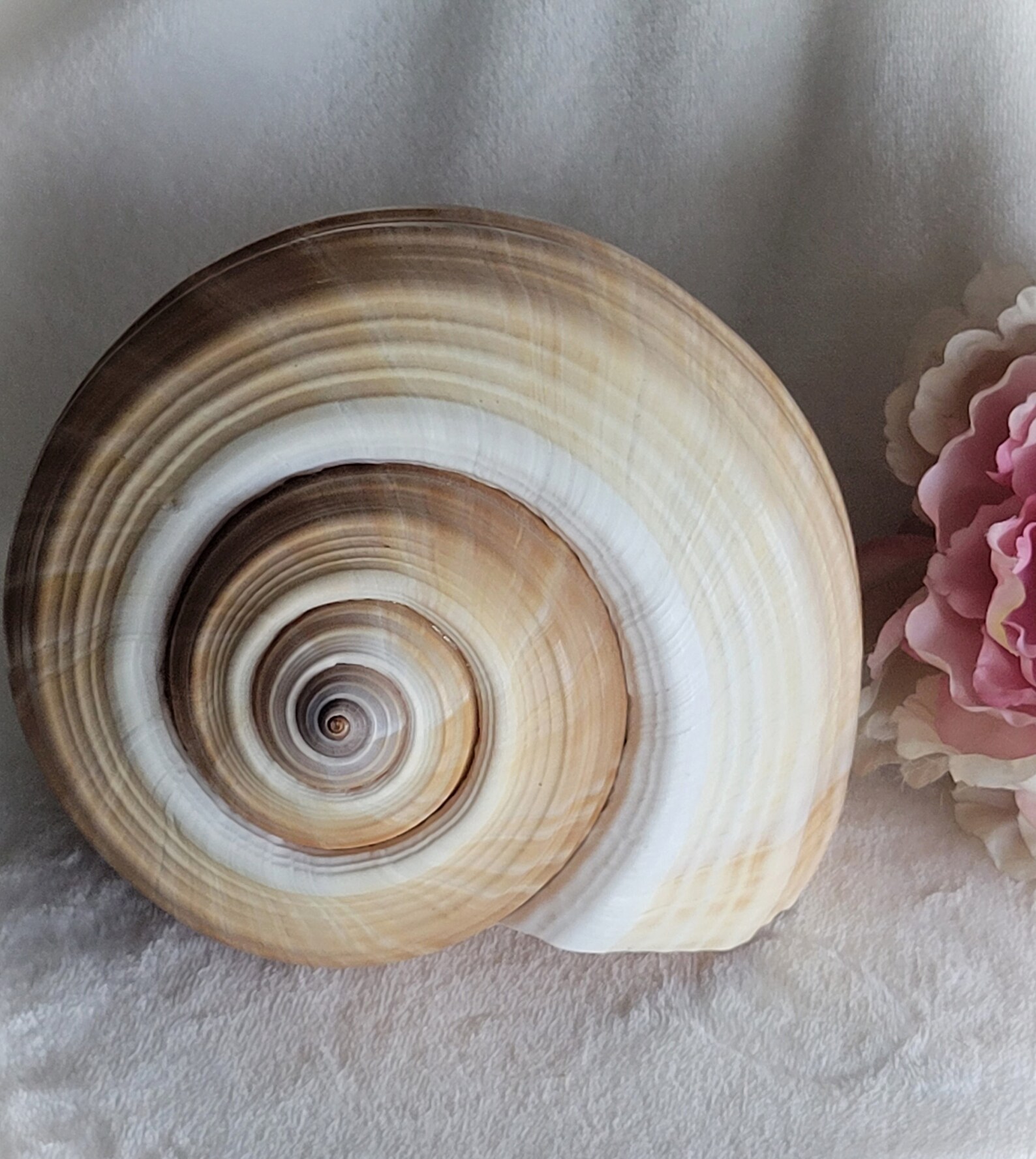 Sea Shell X-large Tonna Olearium - Etsy